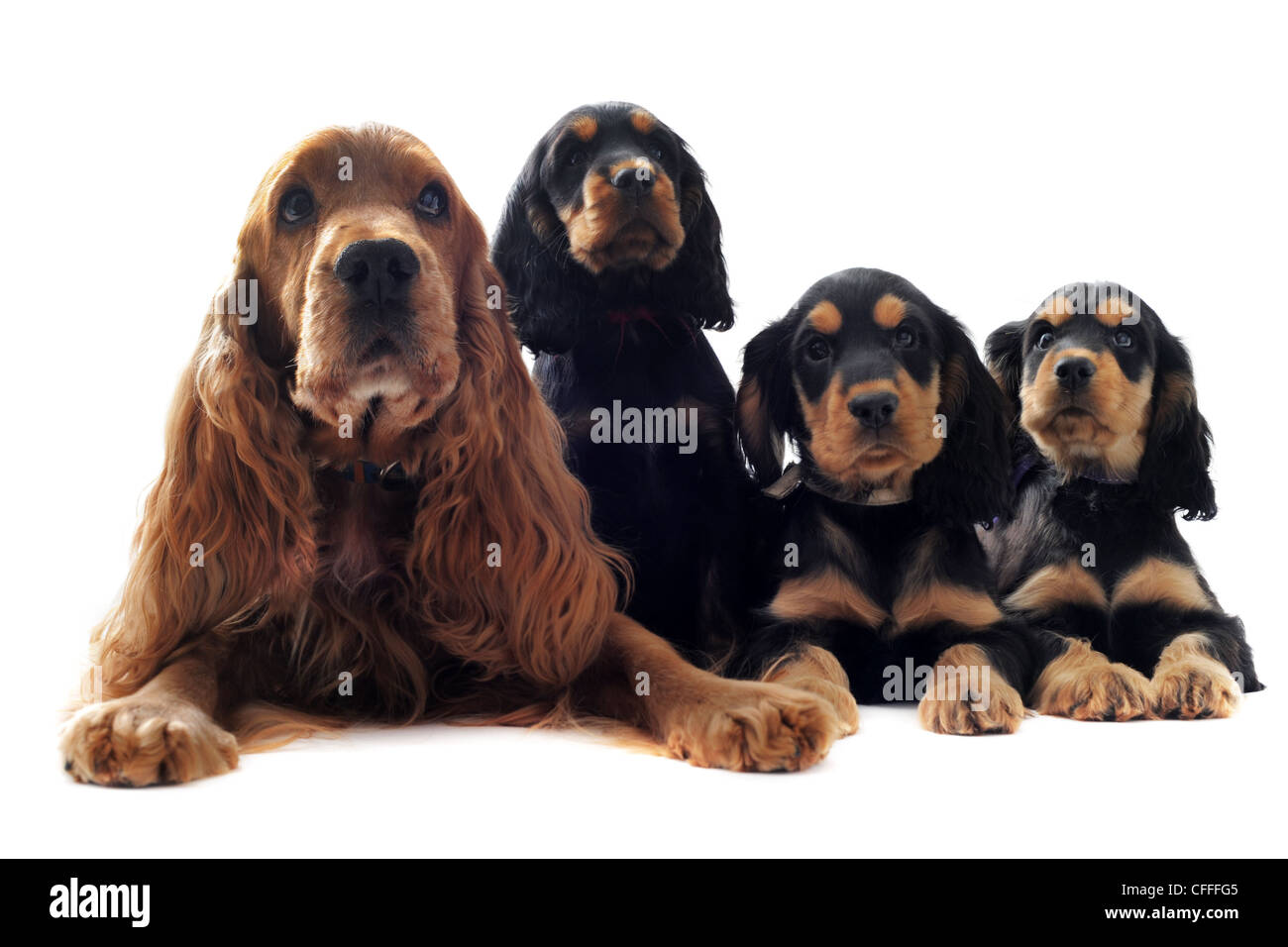 portrait of a family of cocker spaniel in a studio Stock Photo - Alamy