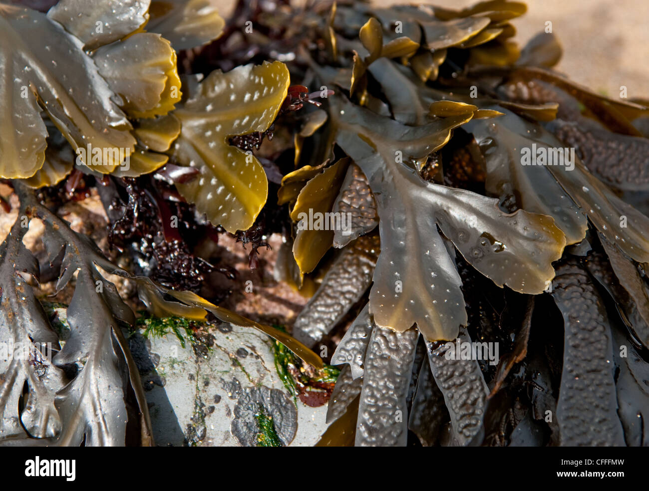 Ascophyllum nodosum hi-res stock photography and images - Alamy