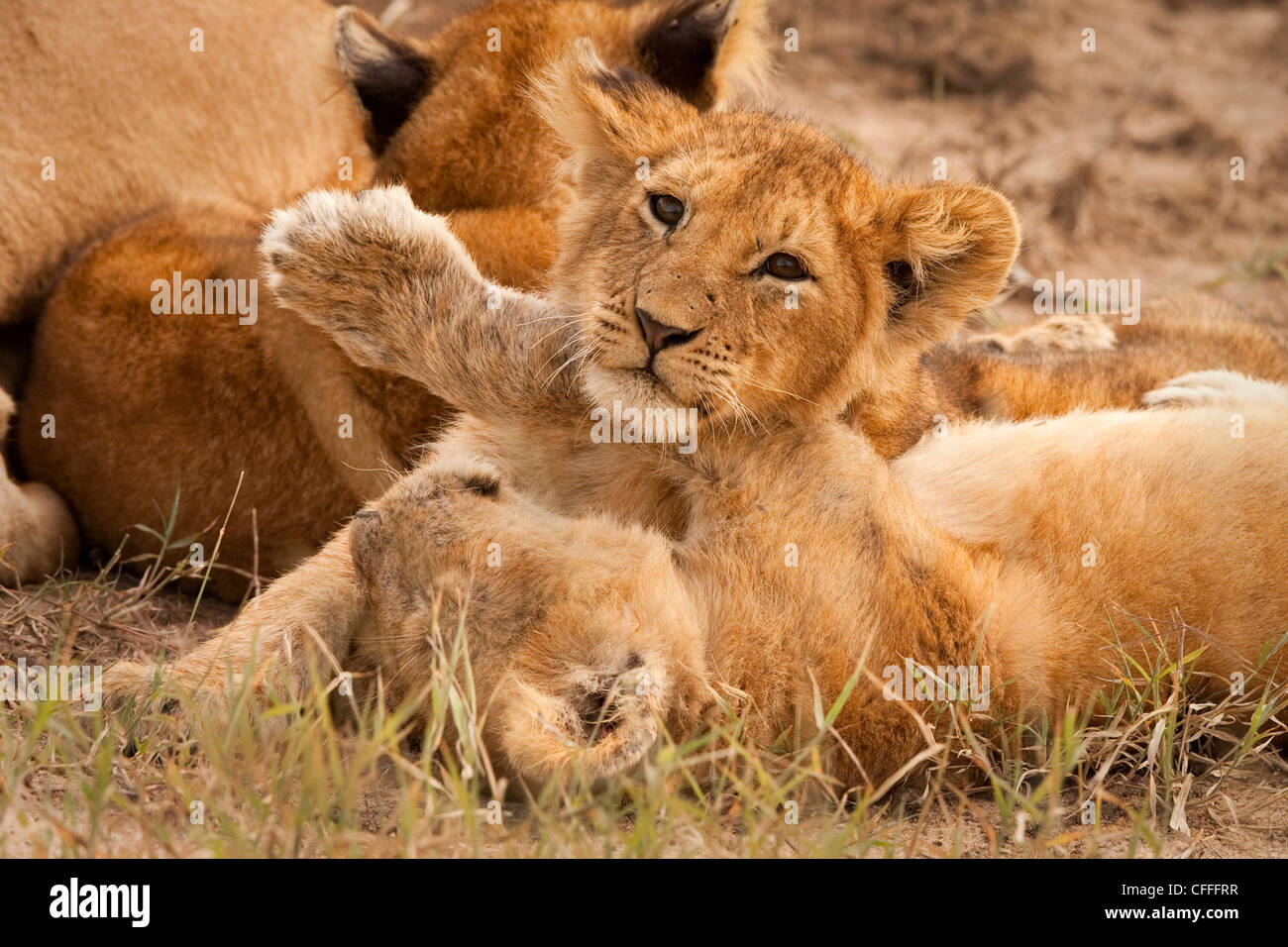 Lion cubs wrestle on masai mara hi-res stock photography and images - Alamy