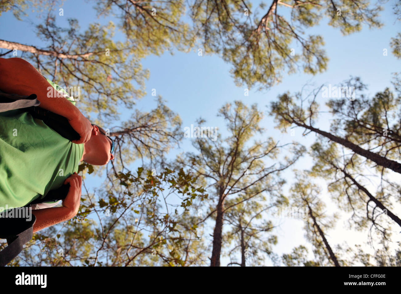 A backpacker stands under the tall pine trees at Bastrop State Park ...