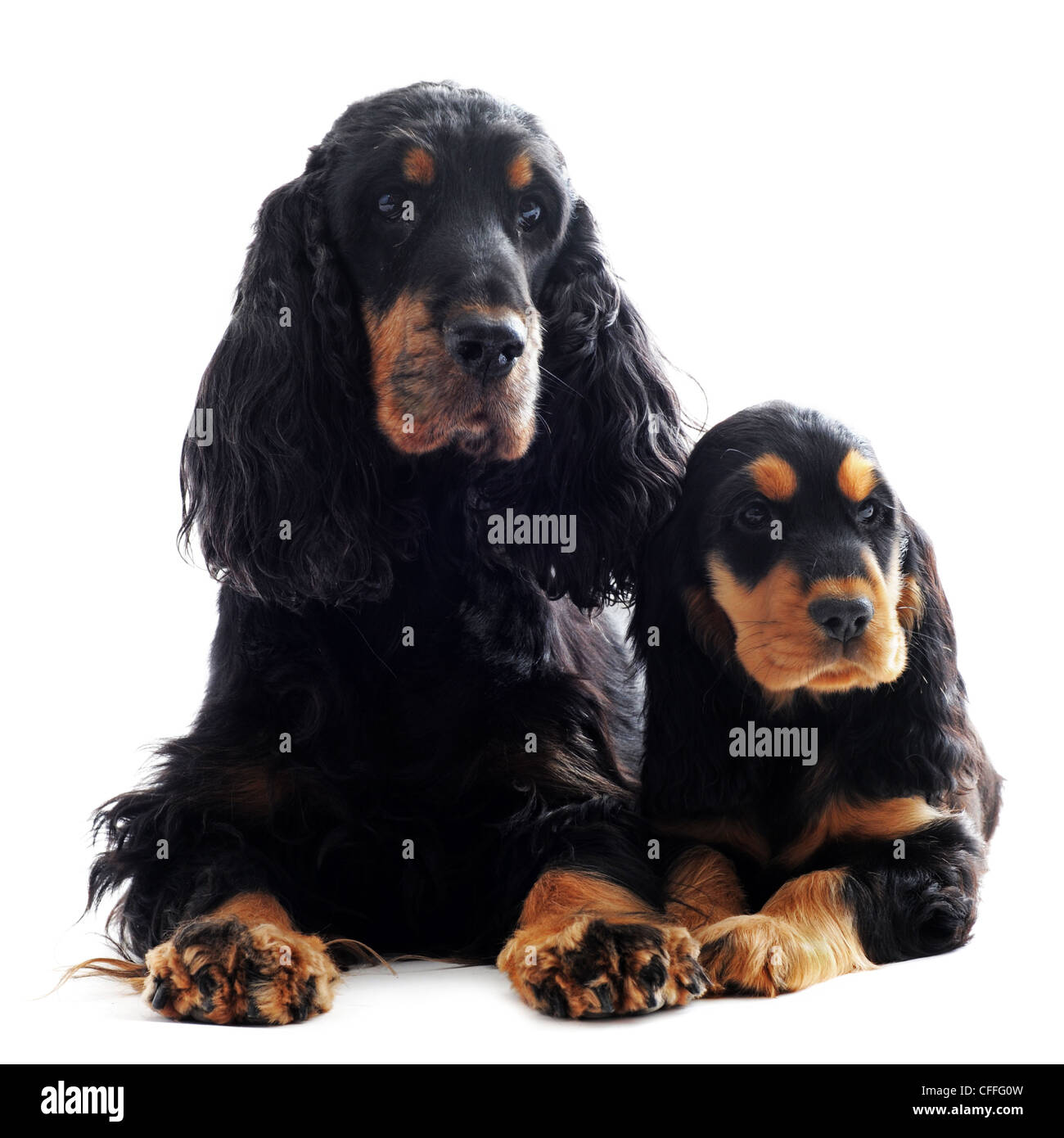 portrait of a purebred puppy and adult english cocker in a studio Stock ...