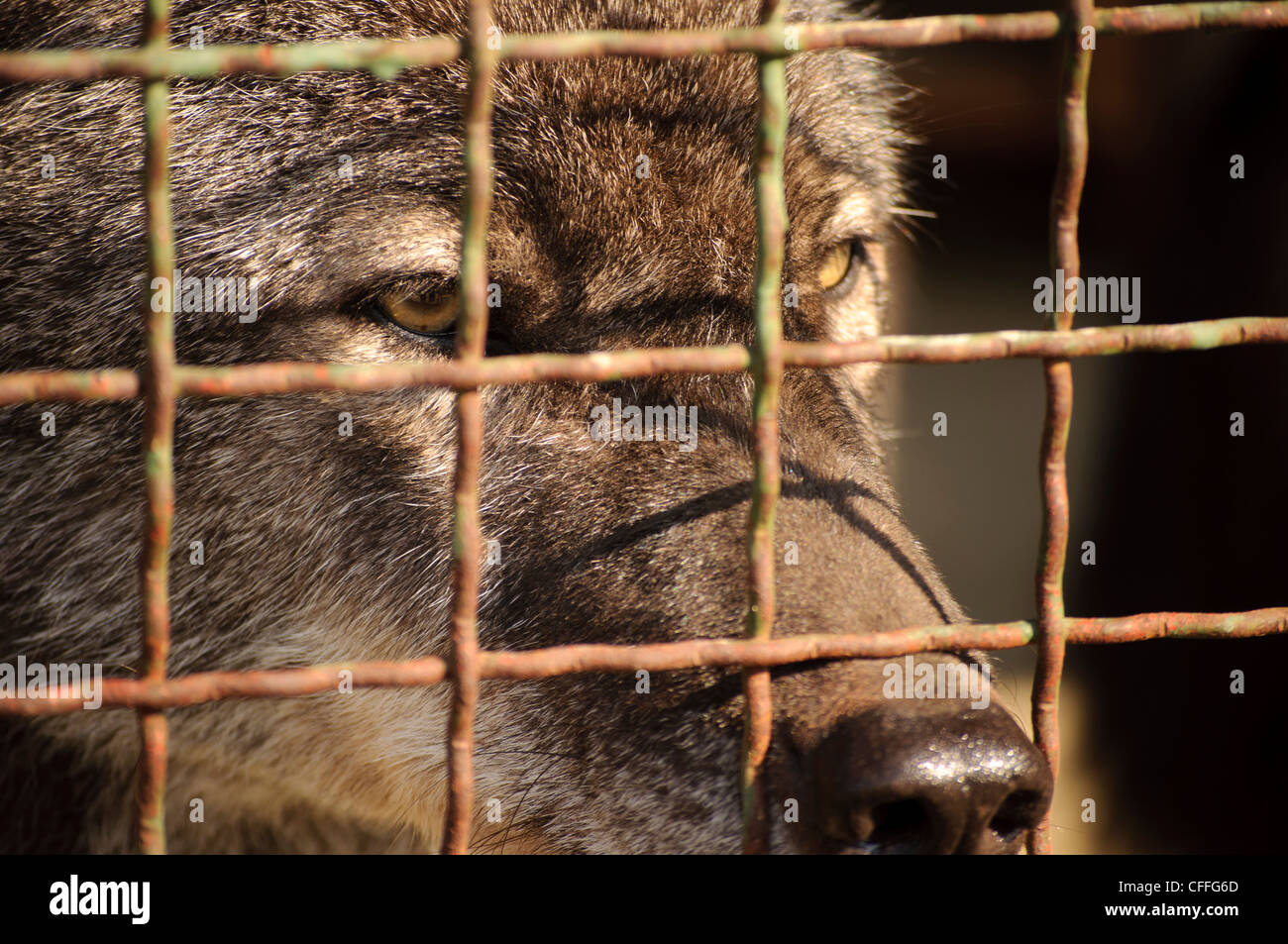 Wolf in cage hi-res stock photography and images - Alamy