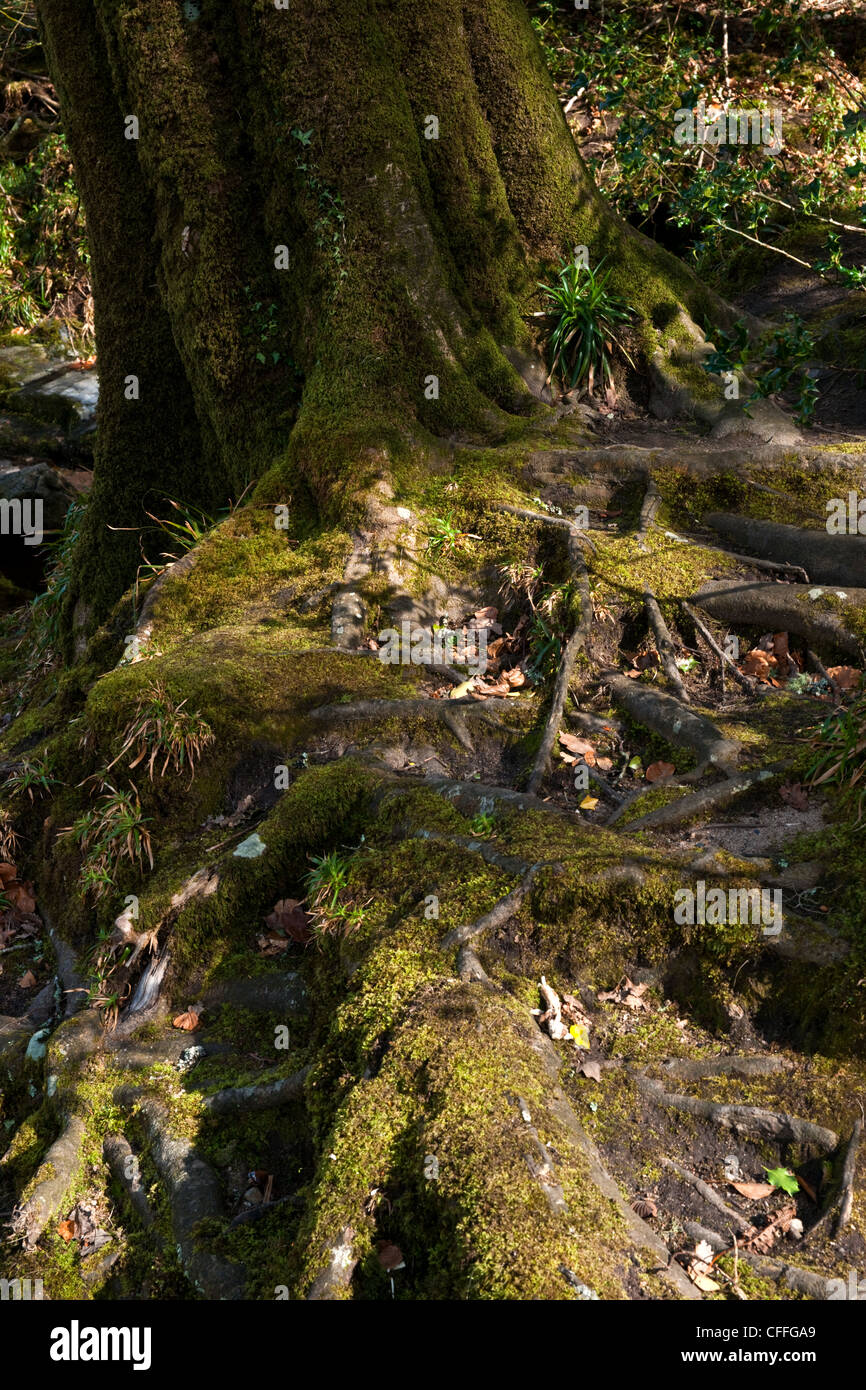 Moss covered river bank hi-res stock photography and images - Alamy