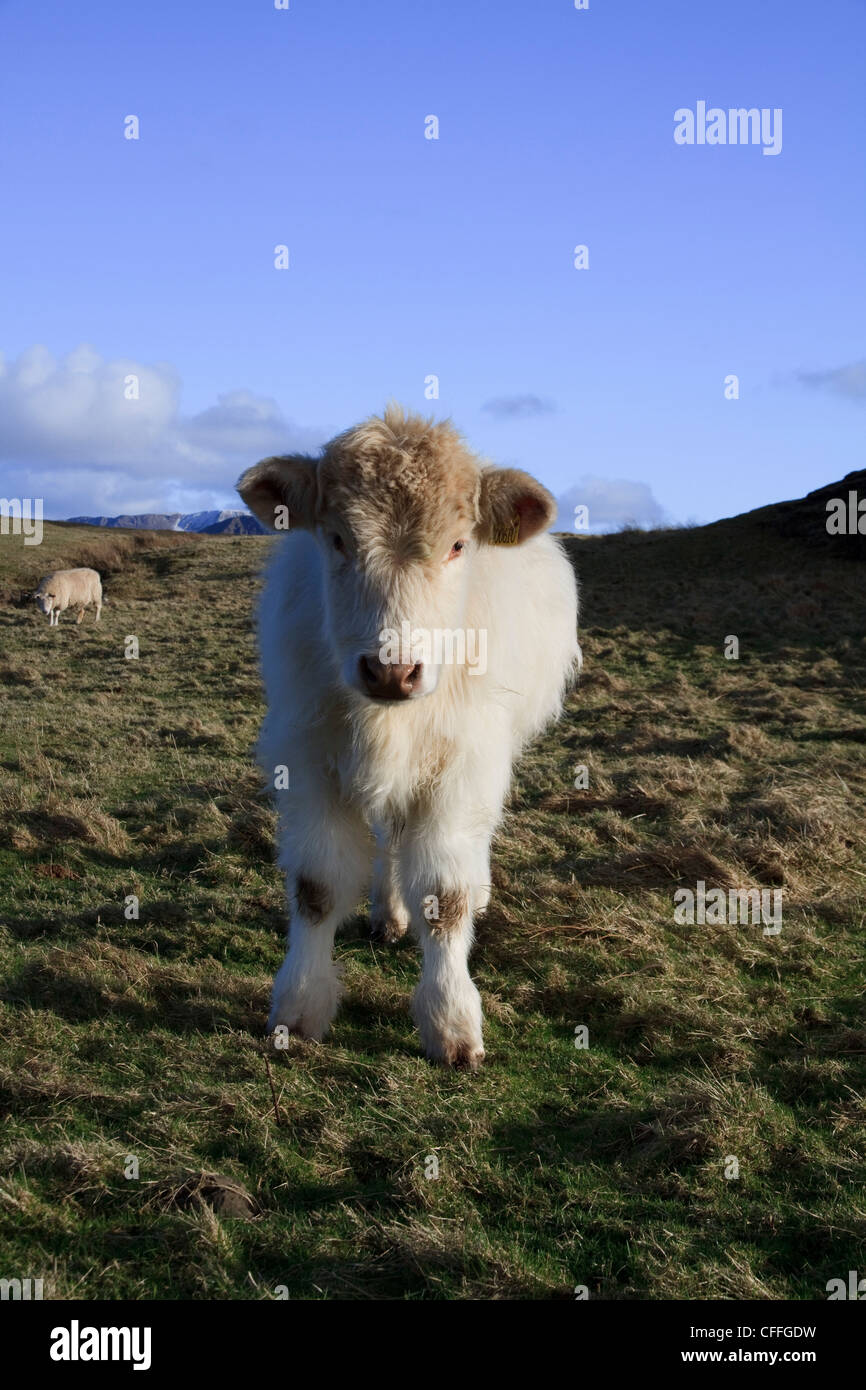 White bullock hi-res stock photography and images - Alamy