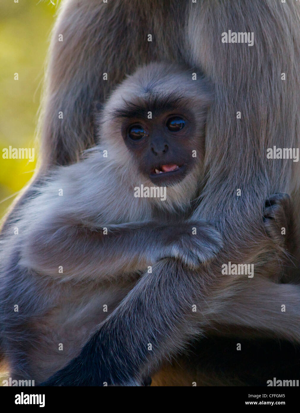 Monkey holding baby hi-res stock photography and images - Alamy