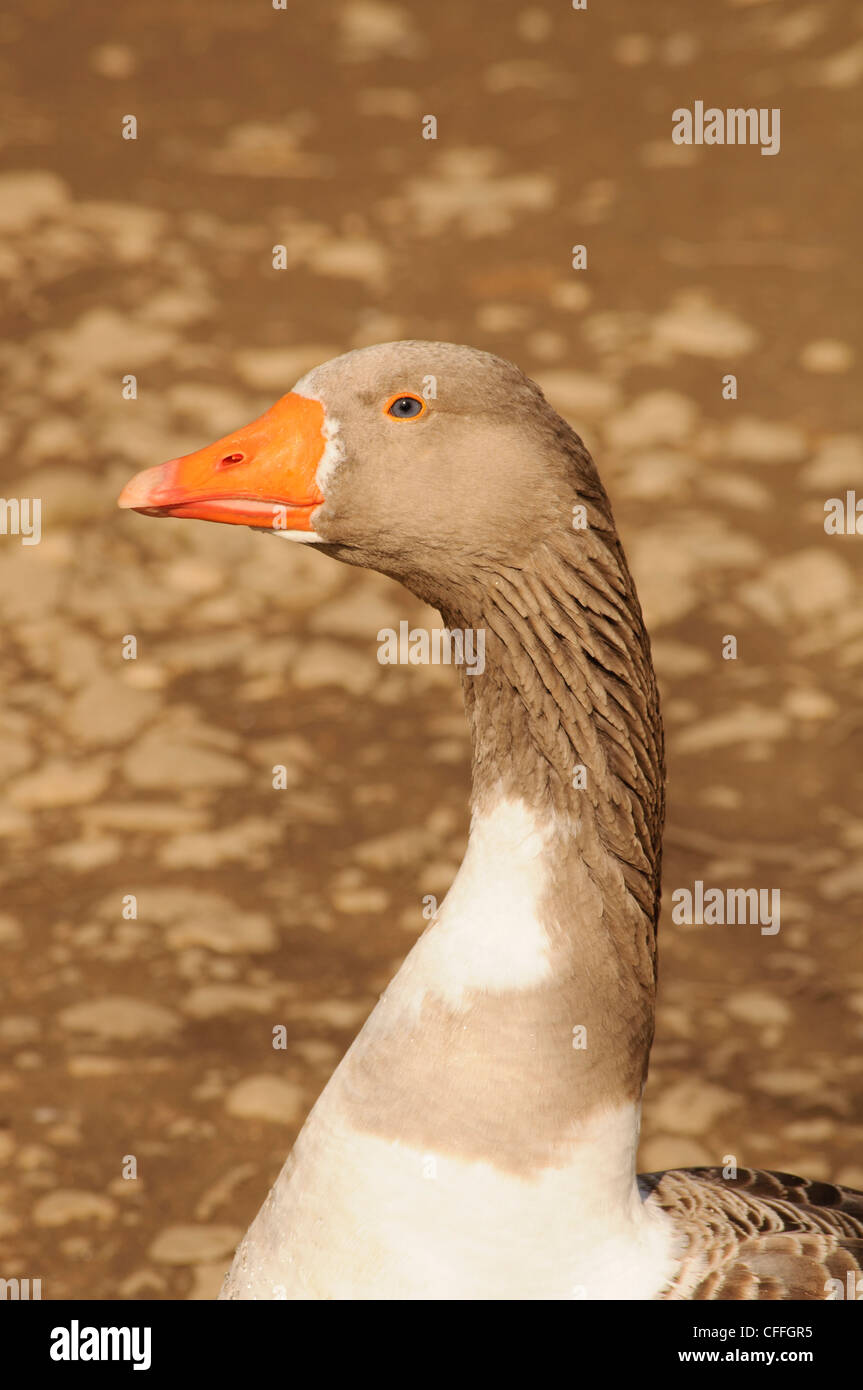 Species goose in animal hi-res stock photography and images - Alamy