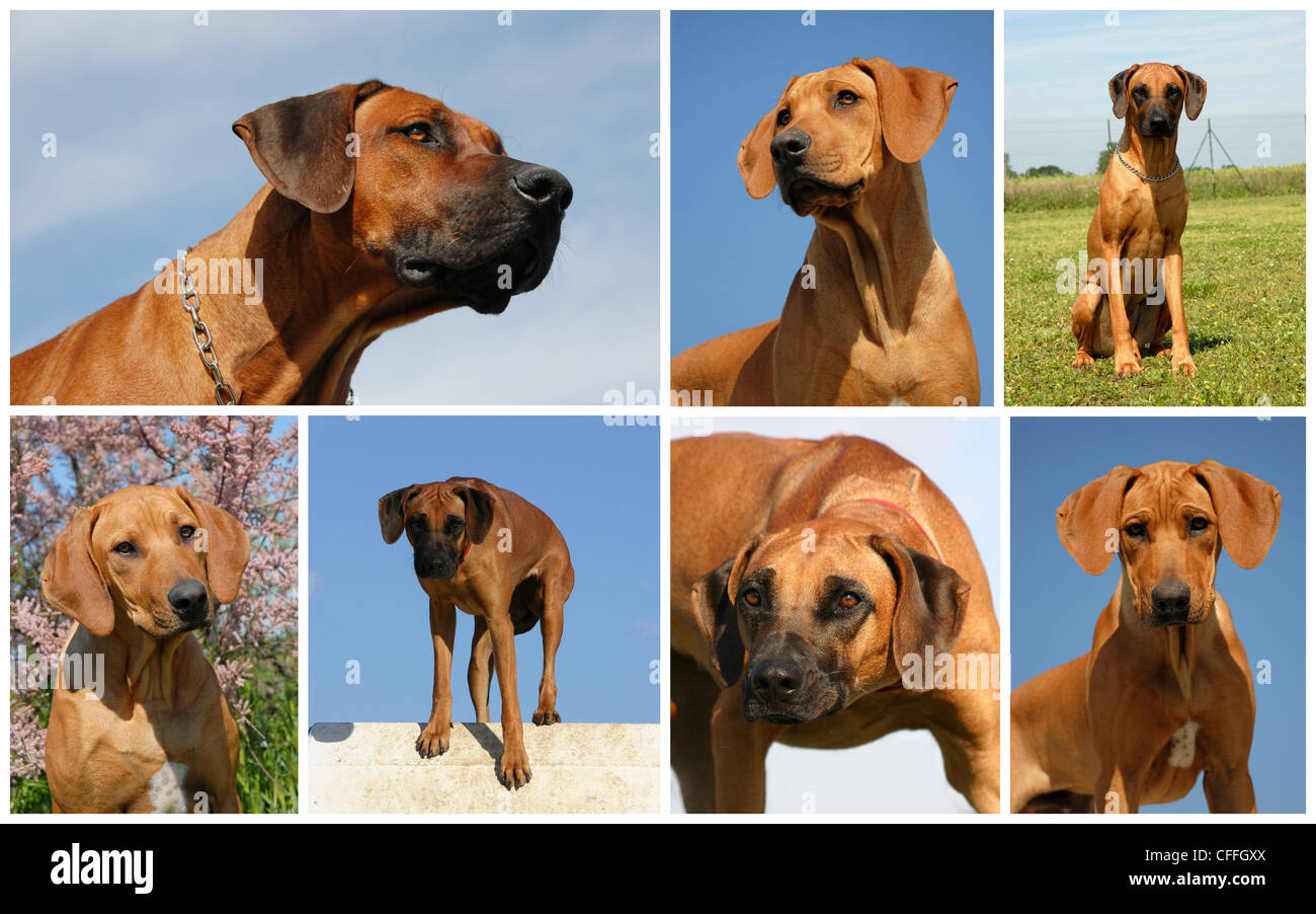 composit picture of purebred rhodesian ridgeback in a field Stock Photo ...