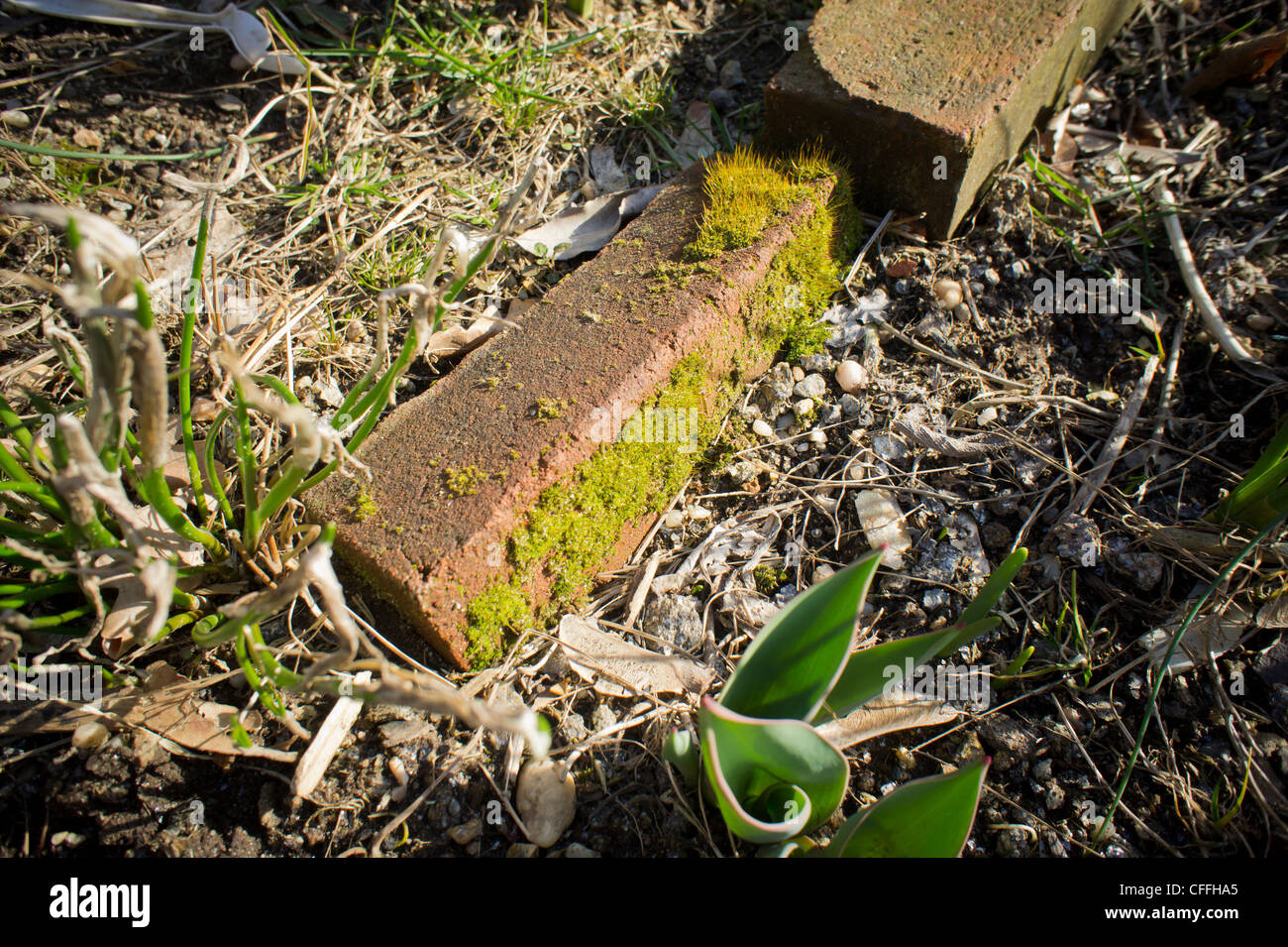Brick covered in moss hi-res stock photography and images - Alamy