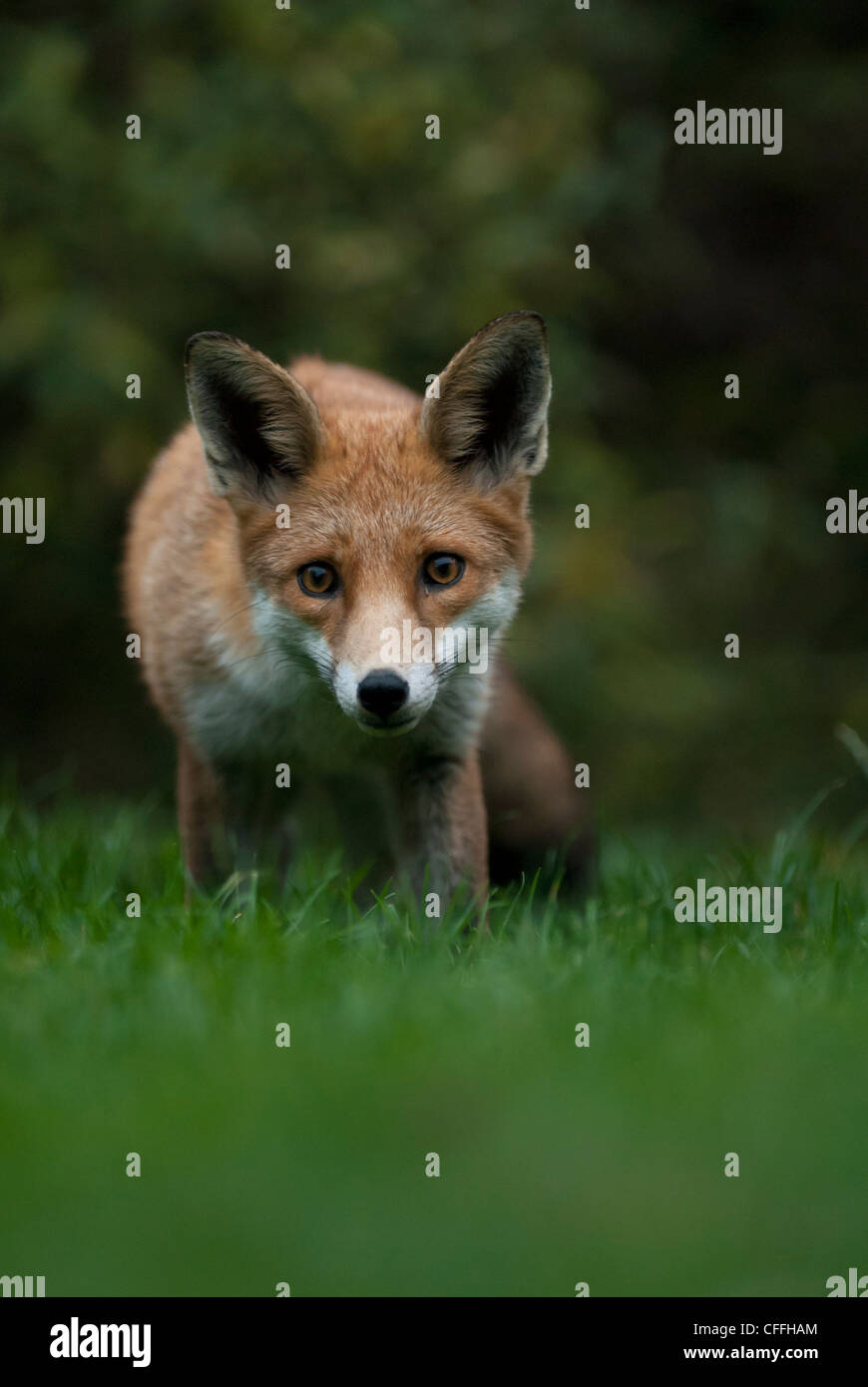 Fox vixen stalking prey, portrait Stock Photo - Alamy
