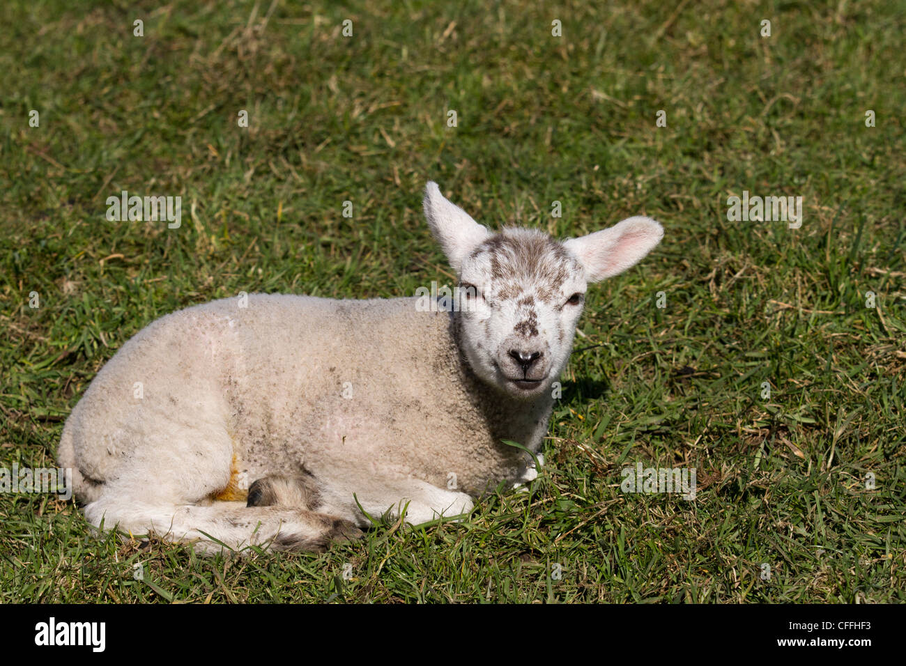 Mule cross sheep with lambs hi-res stock photography and images - Alamy