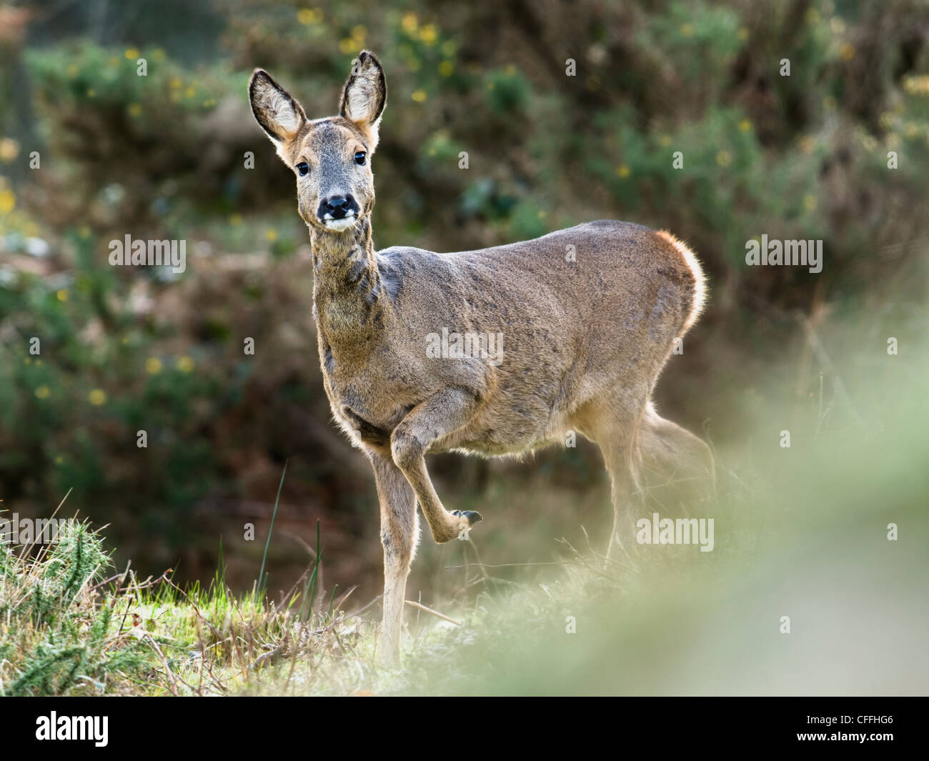 Female roe deer hi-res stock photography and images - Alamy
