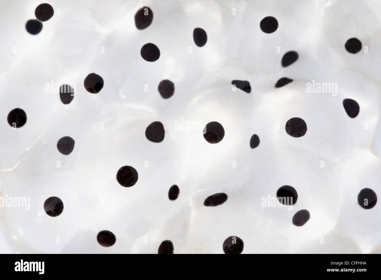Developing frogs eggs hi-res stock photography and images - Alamy