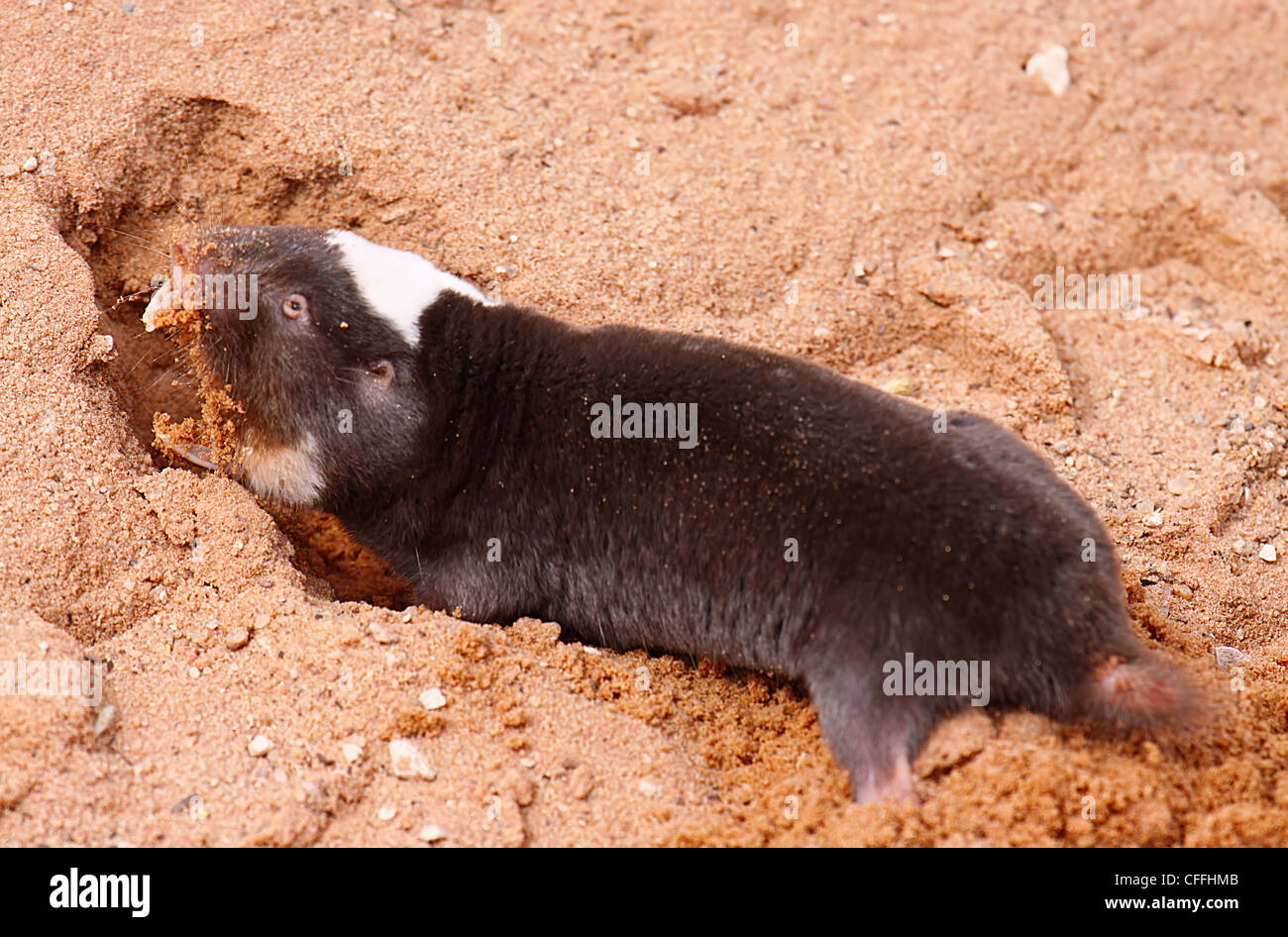 Cryptomys damarensis, Damara Mole-Rat, South Africa, wildlife Stock ...