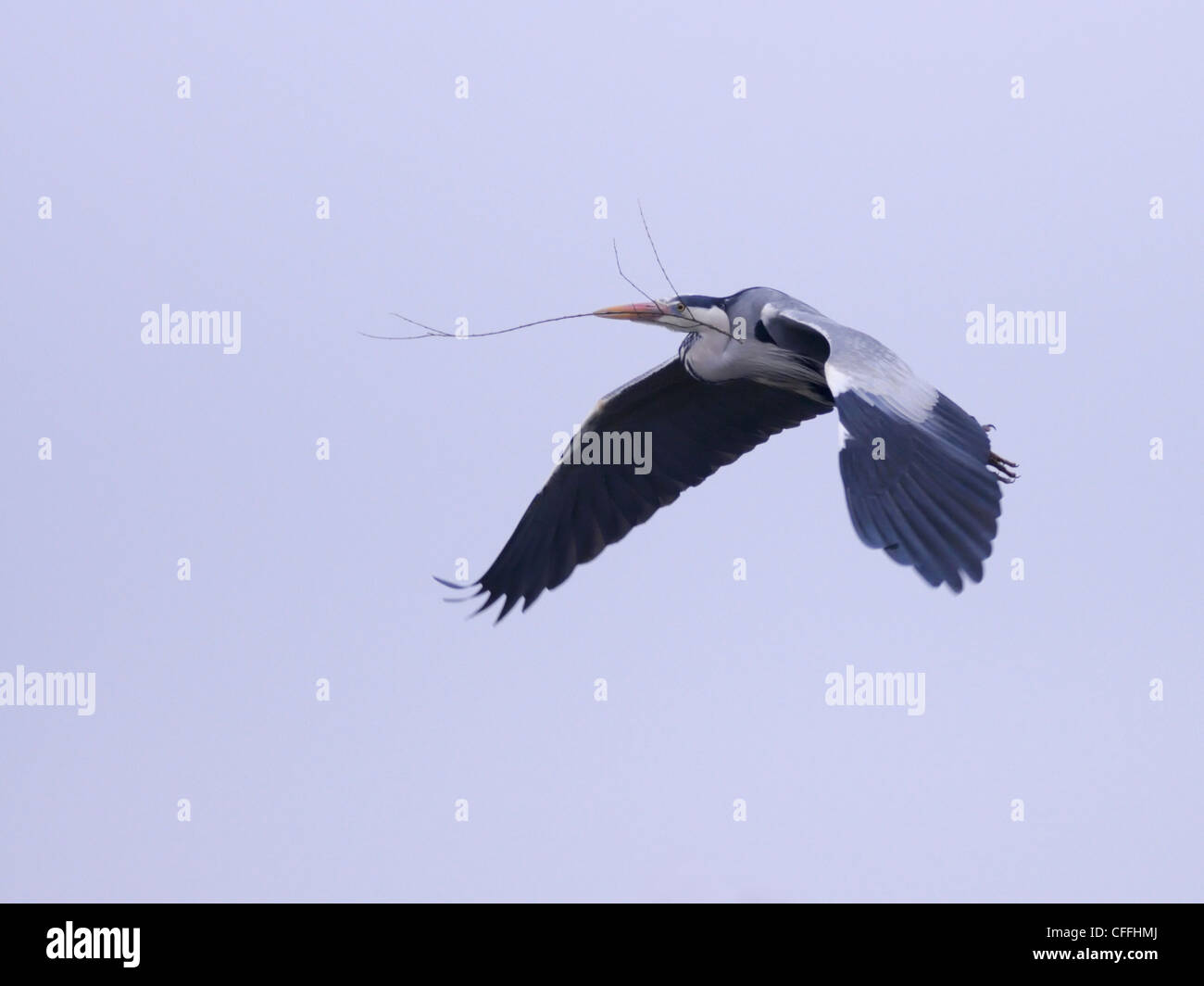 A Grey Heron ( Ardea cinerea ) flying to its nest with nest building ...