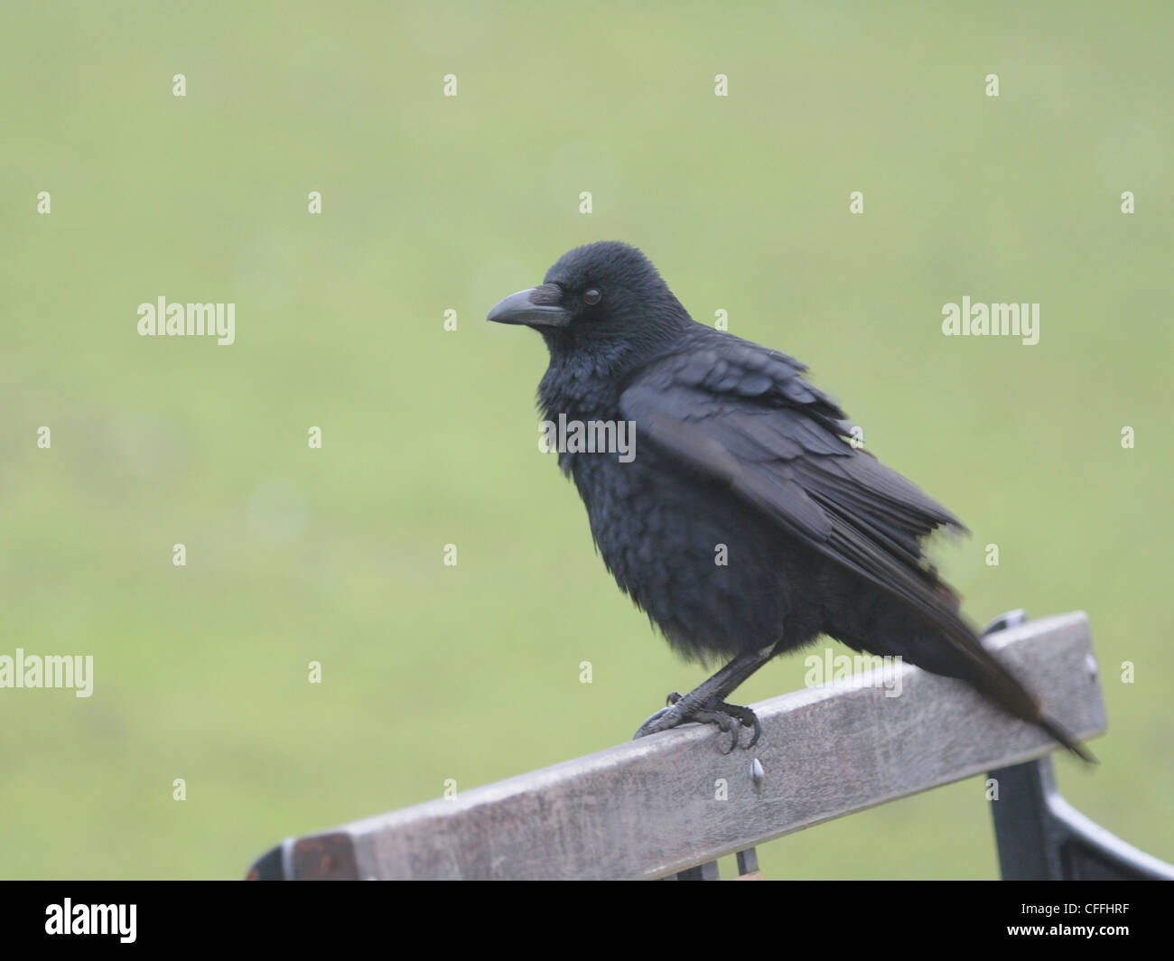 Corvine Birds High Resolution Stock Photography and Images - Alamy