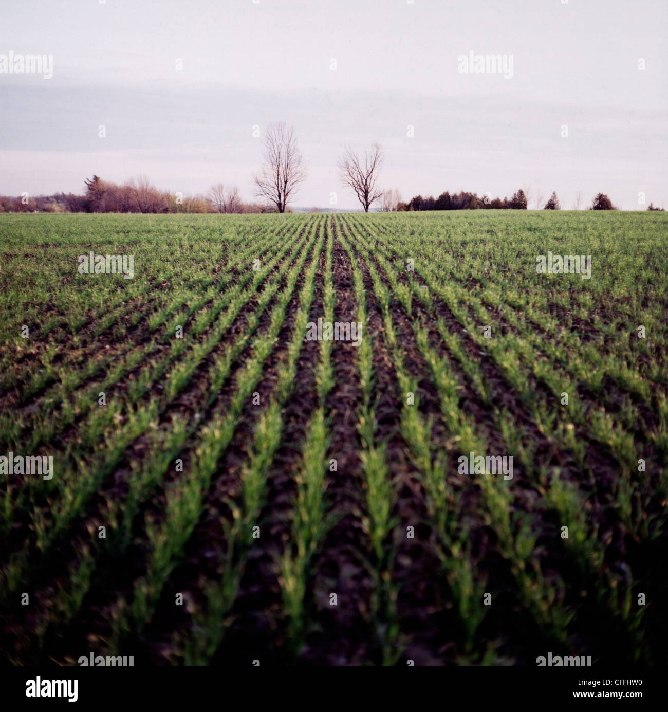 Field and Trees Stock Photo - Alamy