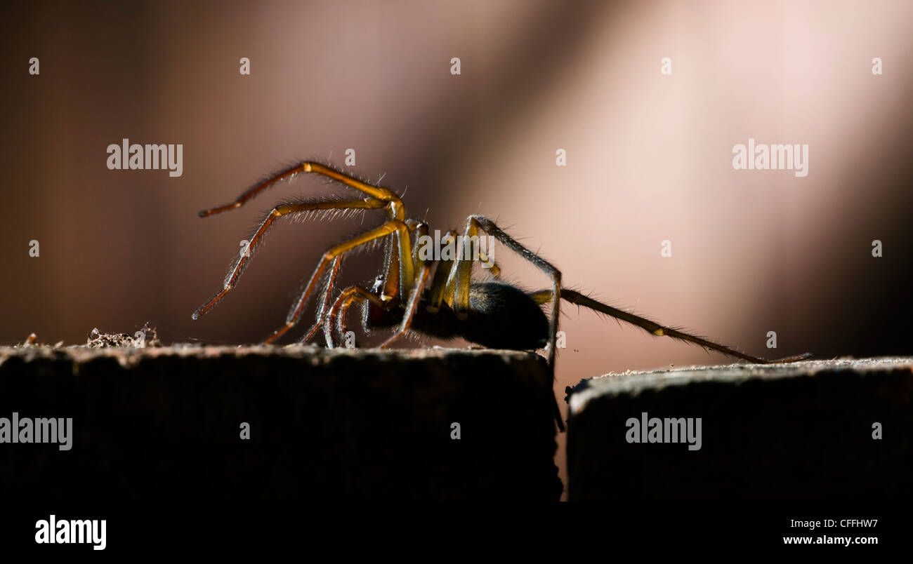 House spiders hi-res stock photography and images - Alamy