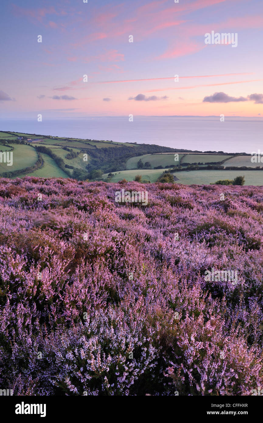 Exmoor heather hi-res stock photography and images - Alamy