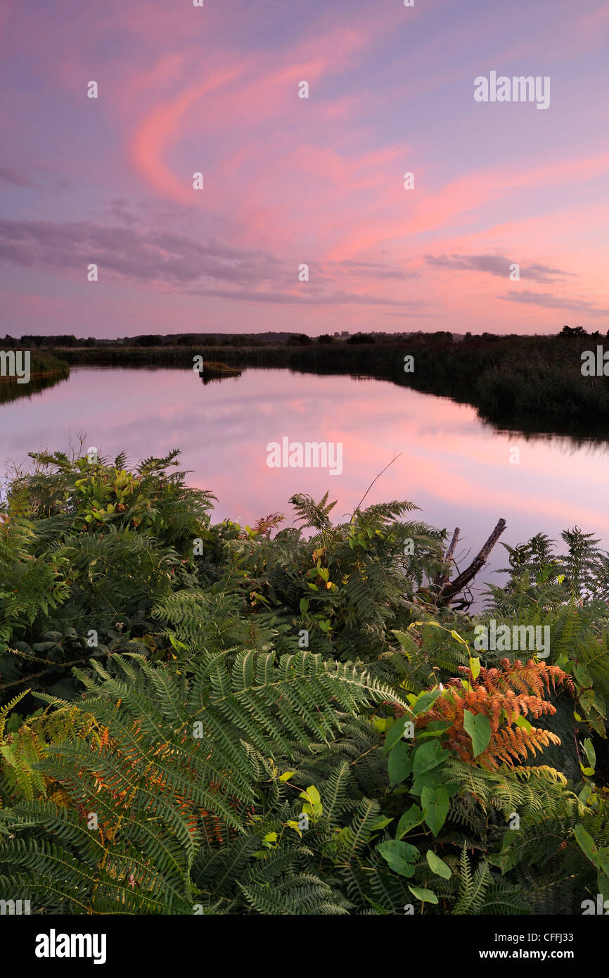 Foliage and a vibrant pink sky reflected in the water at Ham Wall ...
