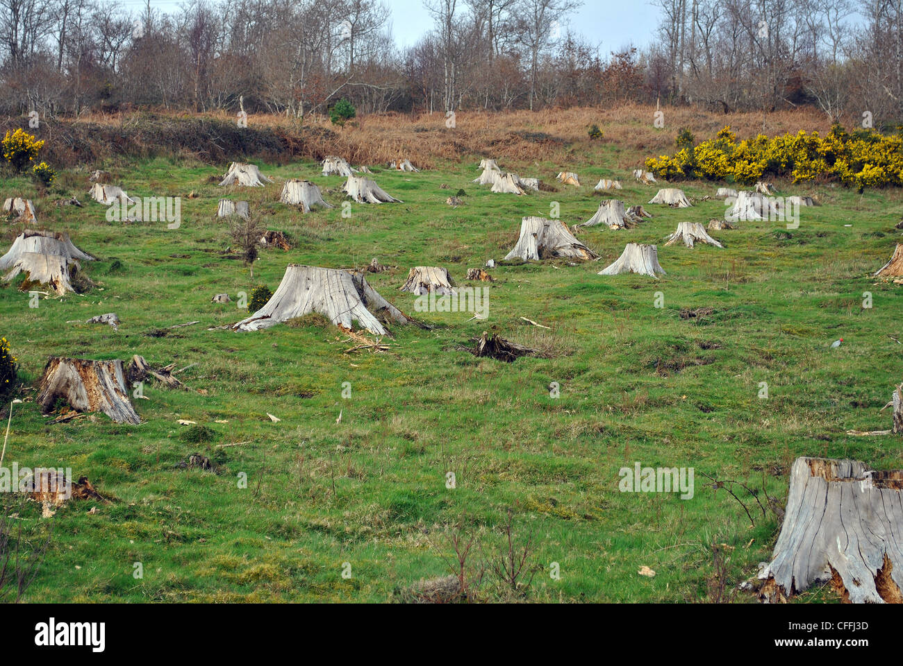 Stumps hi-res stock photography and images - Alamy