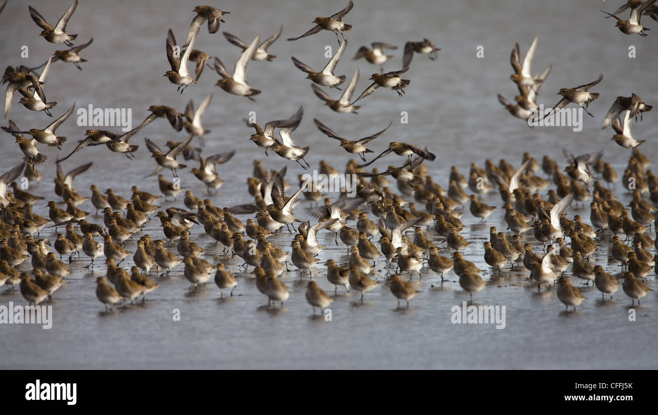 Large flock of plovers hi-res stock photography and images - Alamy