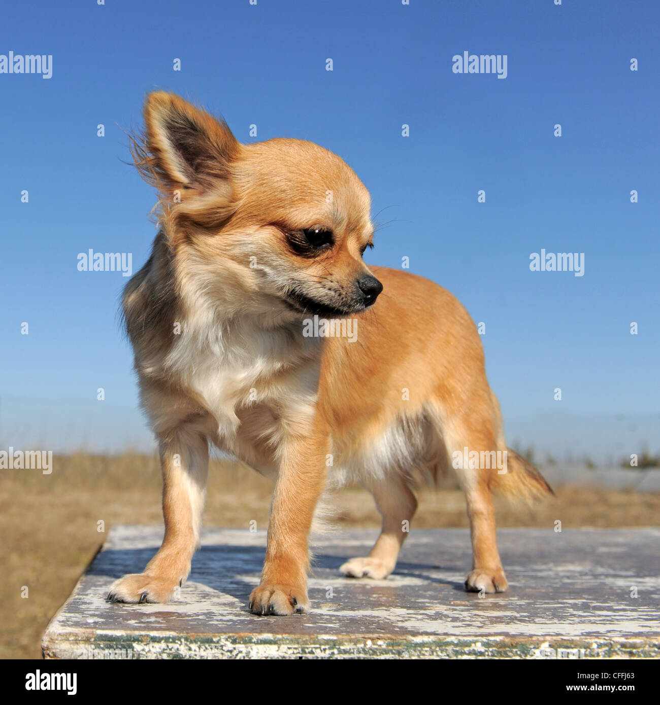 portrait of a cute purebred brown chihuahua Stock Photo - Alamy