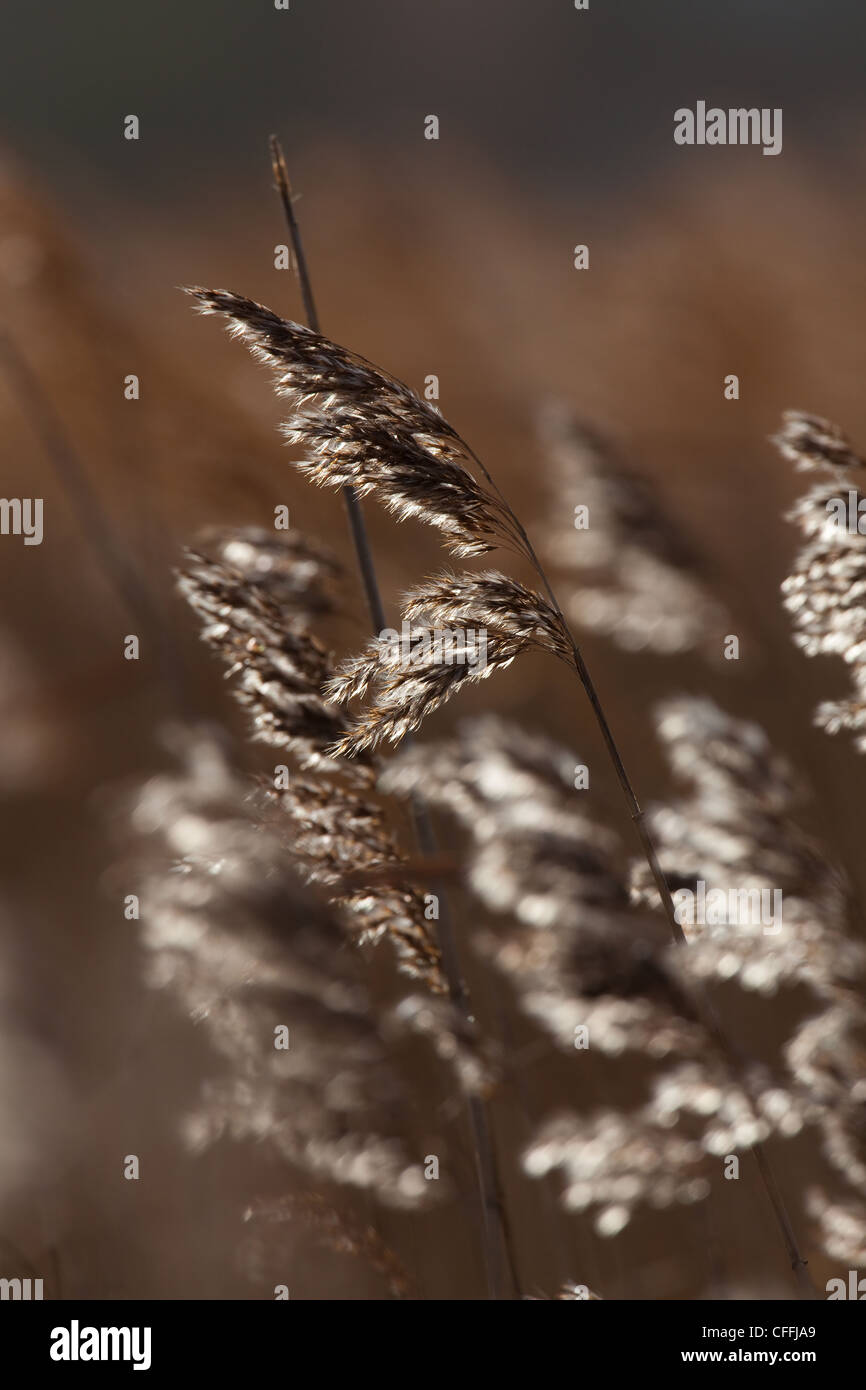 Norfolk reeds wafting in the wind Stock Photo - Alamy