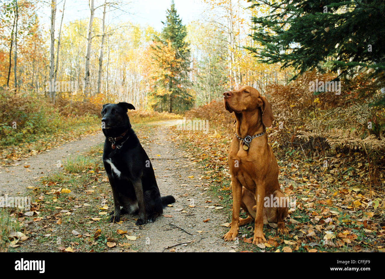 Dogs on Forest Path Stock Photo - Alamy