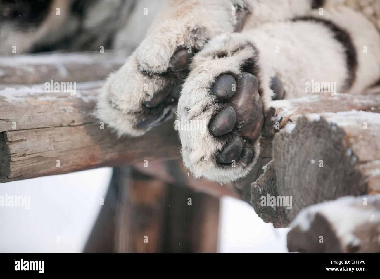Tiger Feet High Resolution Stock Photography and Images - Alamy