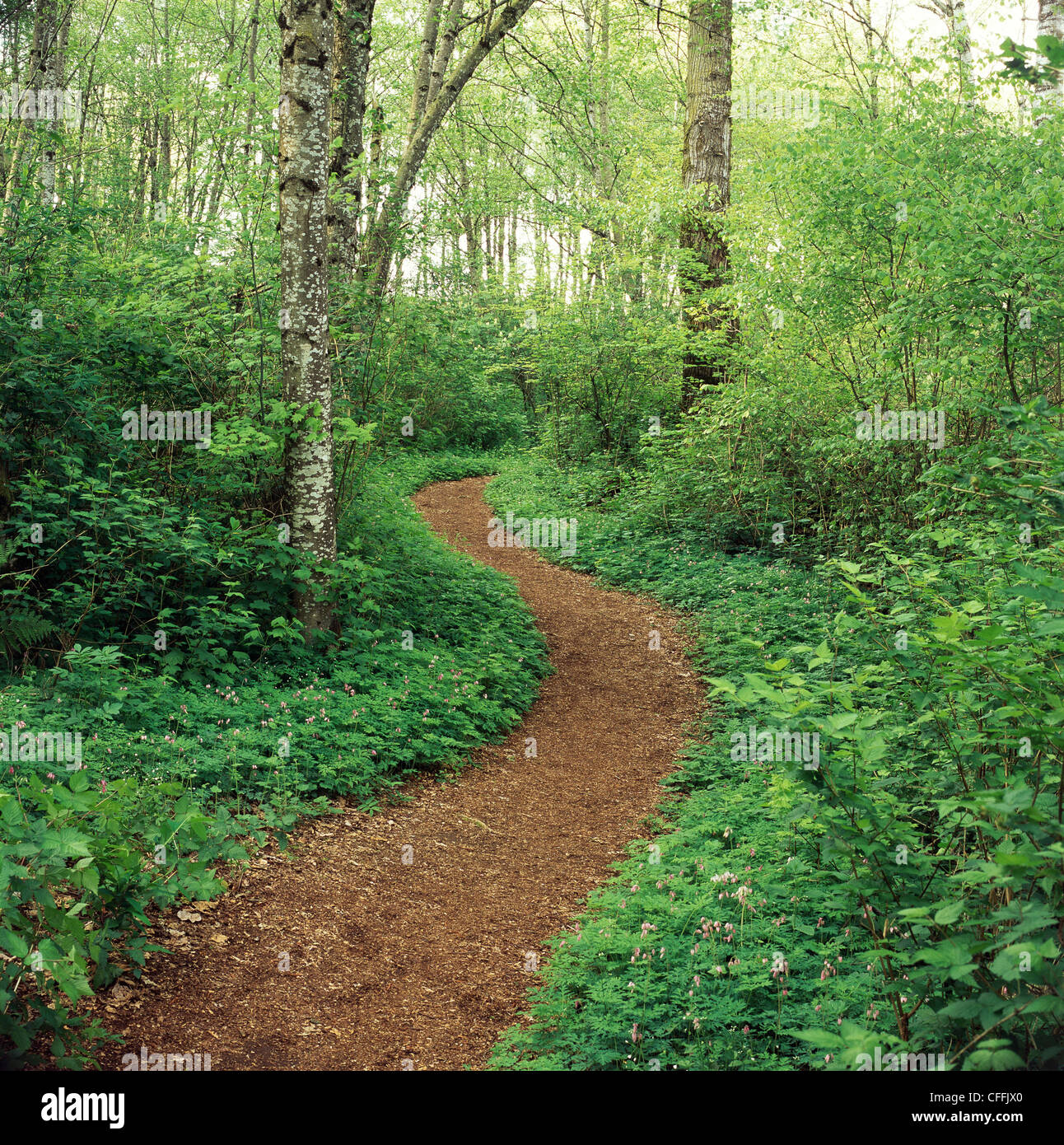Path through Woods Stock Photo - Alamy