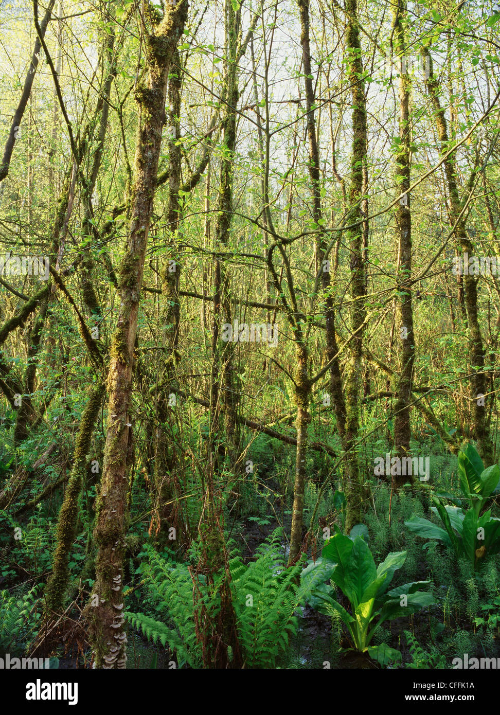 Wetland, Abbotsford, British Columbia Stock Photo - Alamy