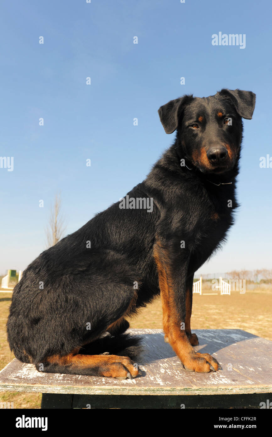 portrait of a purebred french sheepdog beauceron Stock Photo - Alamy