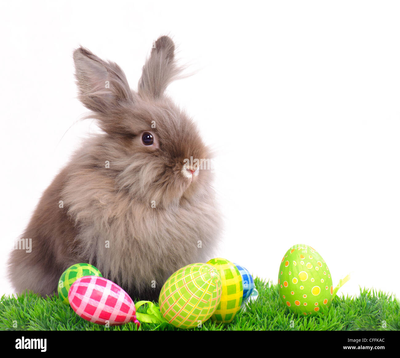 Easter bunny animal cute hi-res stock photography and images - Alamy