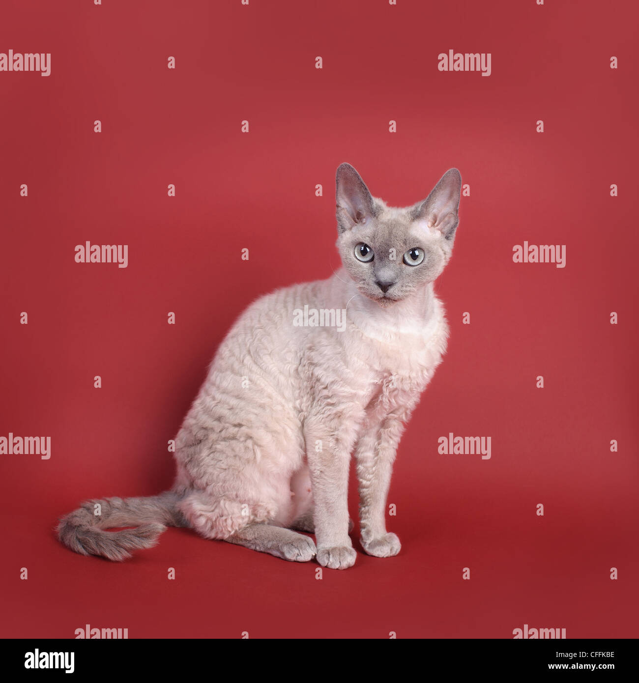 Devon rex cat breed hi-res stock photography and images - Alamy