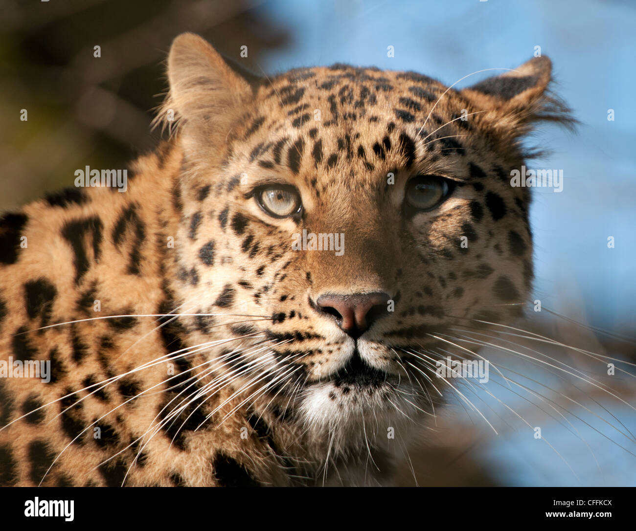 Female Amur leopard Stock Photo - Alamy Female Amur leopard Stock Photo - Alamy