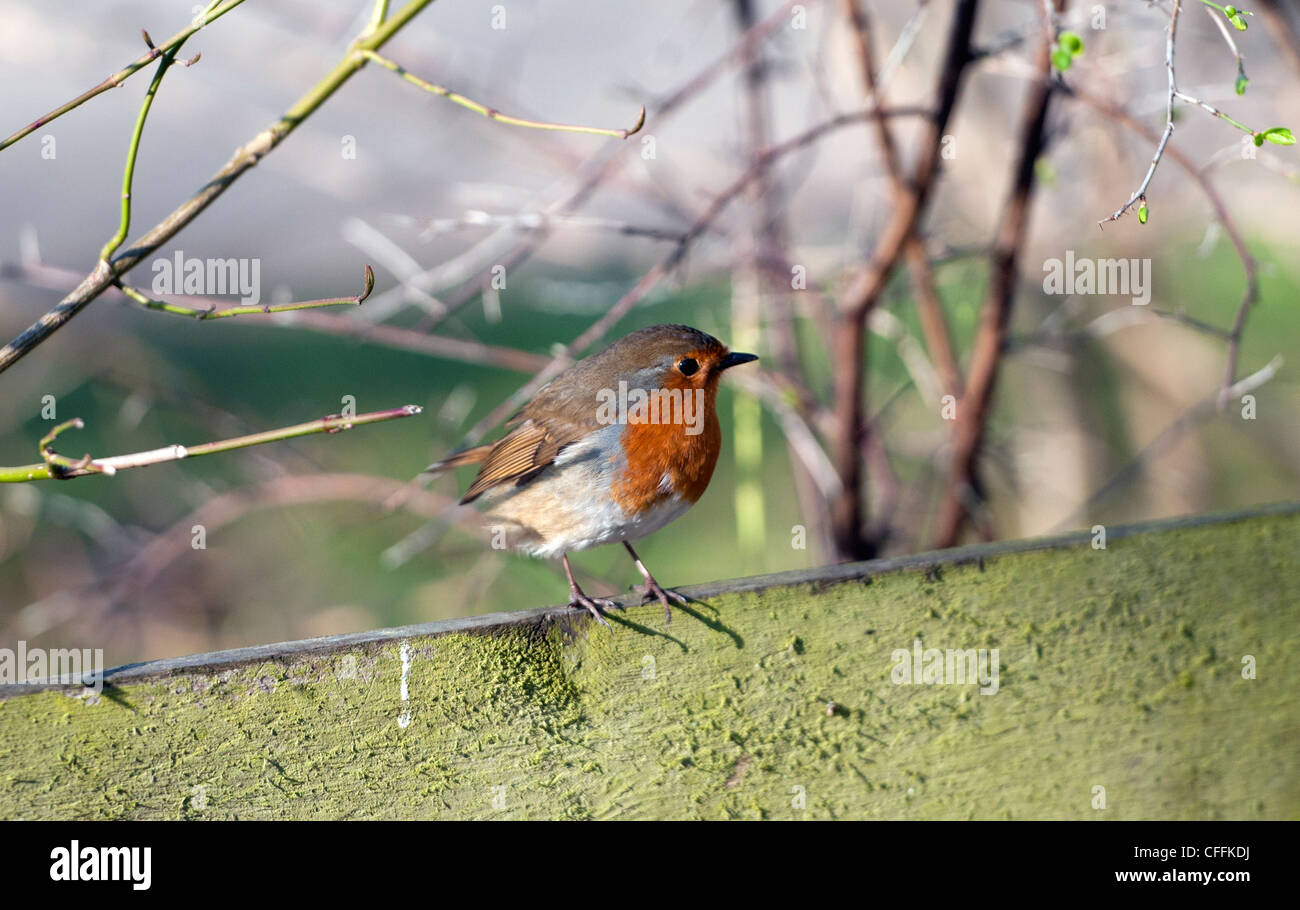 Robin wood hi-res stock photography and images - Alamy