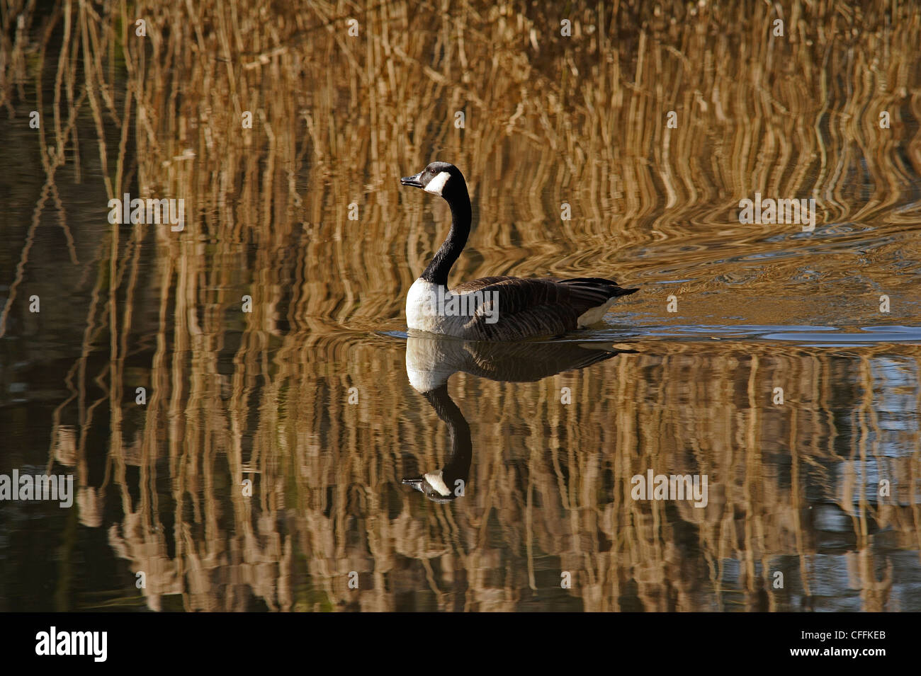 Canada goose back hi-res stock photography and images - Alamy