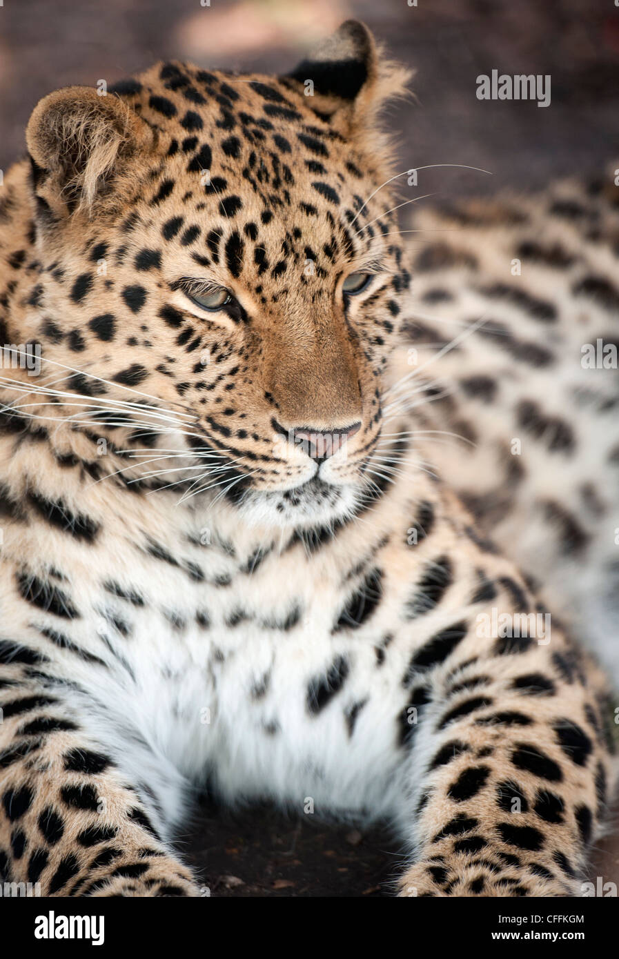 Female Amur leopard Stock Photo - Alamy