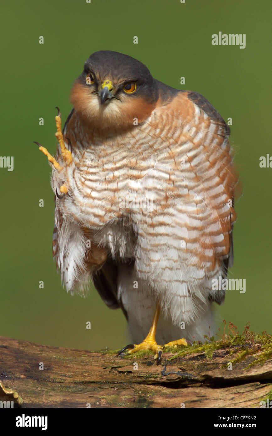 Close up front view of a male Sparrowhawk (Accipiter nisus) during a ...