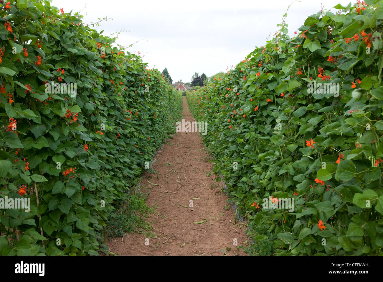 Commercially grown runner beans Stock Photo - Alamy