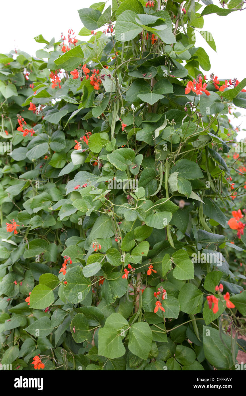 Commercially grown runner beans Stock Photo - Alamy