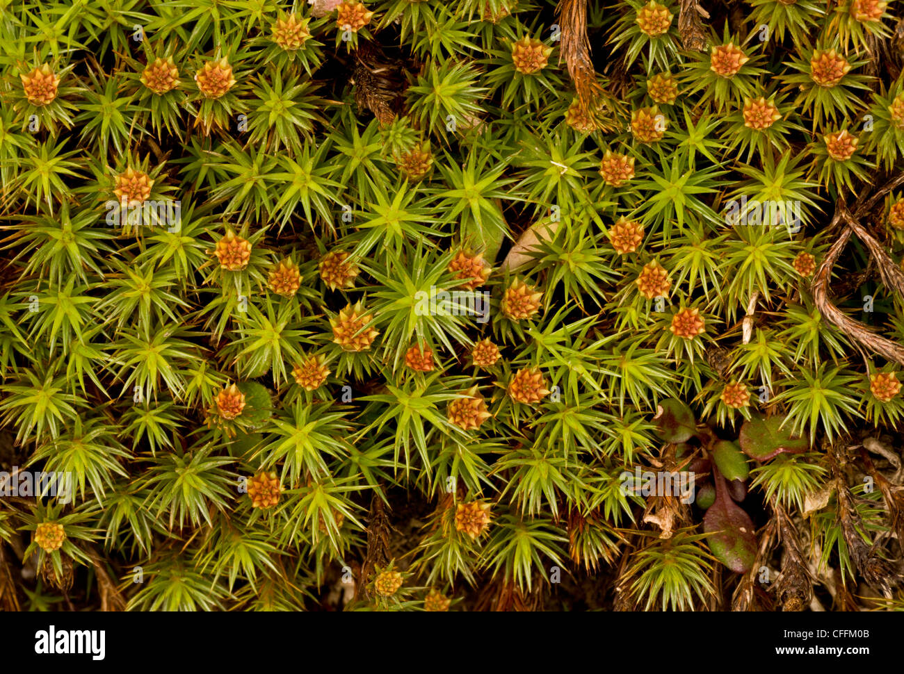 Polytrichum juniperinum male plants hi-res stock photography and images ...