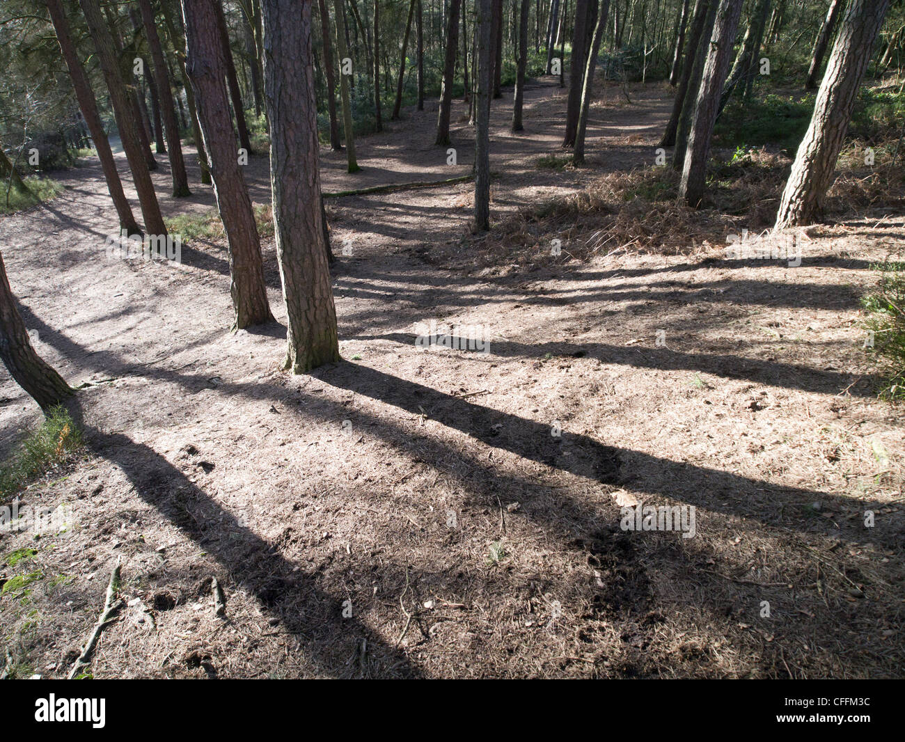 lickey hills country park west midlands Stock Photo - Alamy