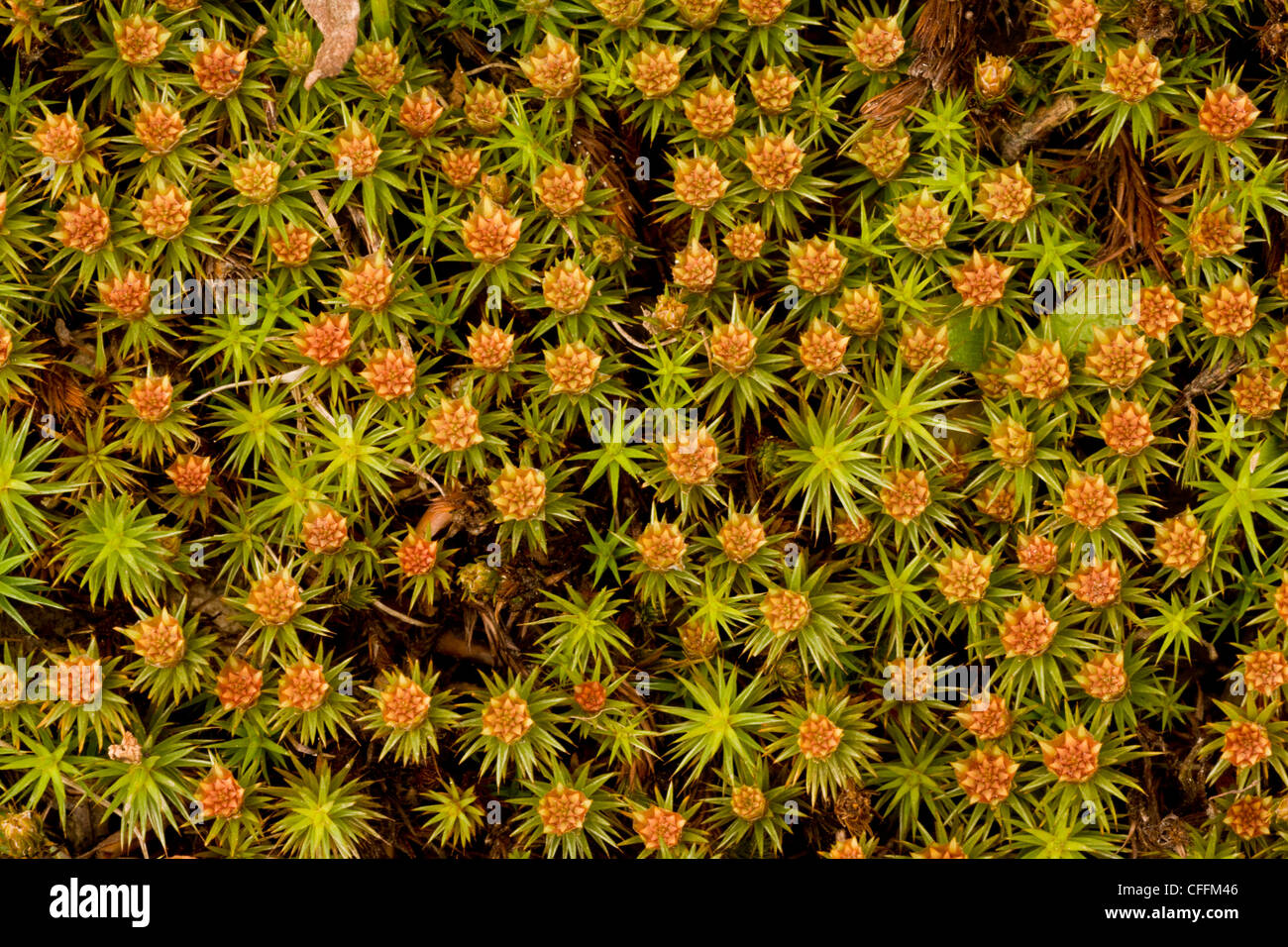 A Hair Moss, Polytrichum juniperinum - male plants with archegonia ...