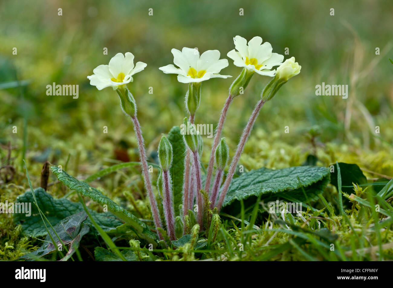 Early spring Primroses, Primula vulgaris, flowering in March. Exmoor ...