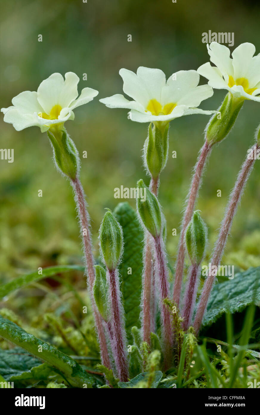 Early spring Primroses, Primula vulgaris, flowering in March. Exmoor ...