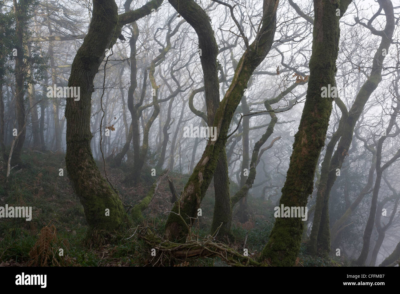 Coppiced Sessile Oaks in Yearnor Wood near Culbone, Porlock, Exmoor ...