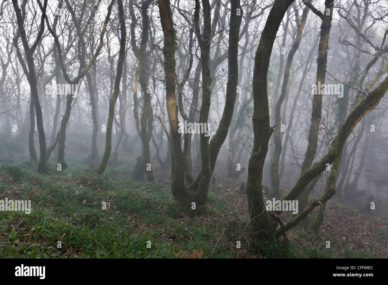Coppiced Sessile Oaks in Yearnor Wood near Culbone, Porlock, Exmoor ...