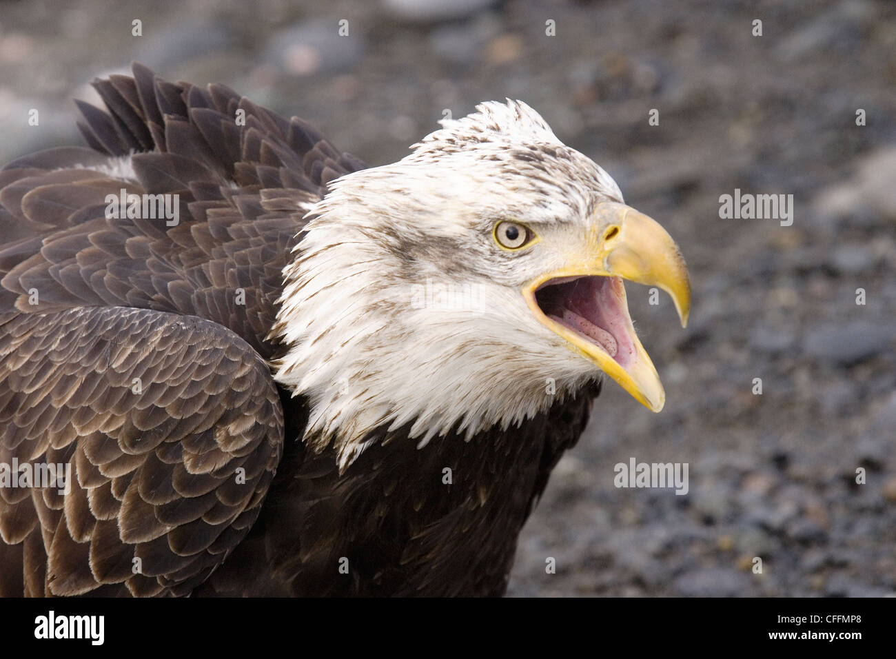 Bald Eagle Vocalizing High Resolution Stock Photography and Images - Alamy