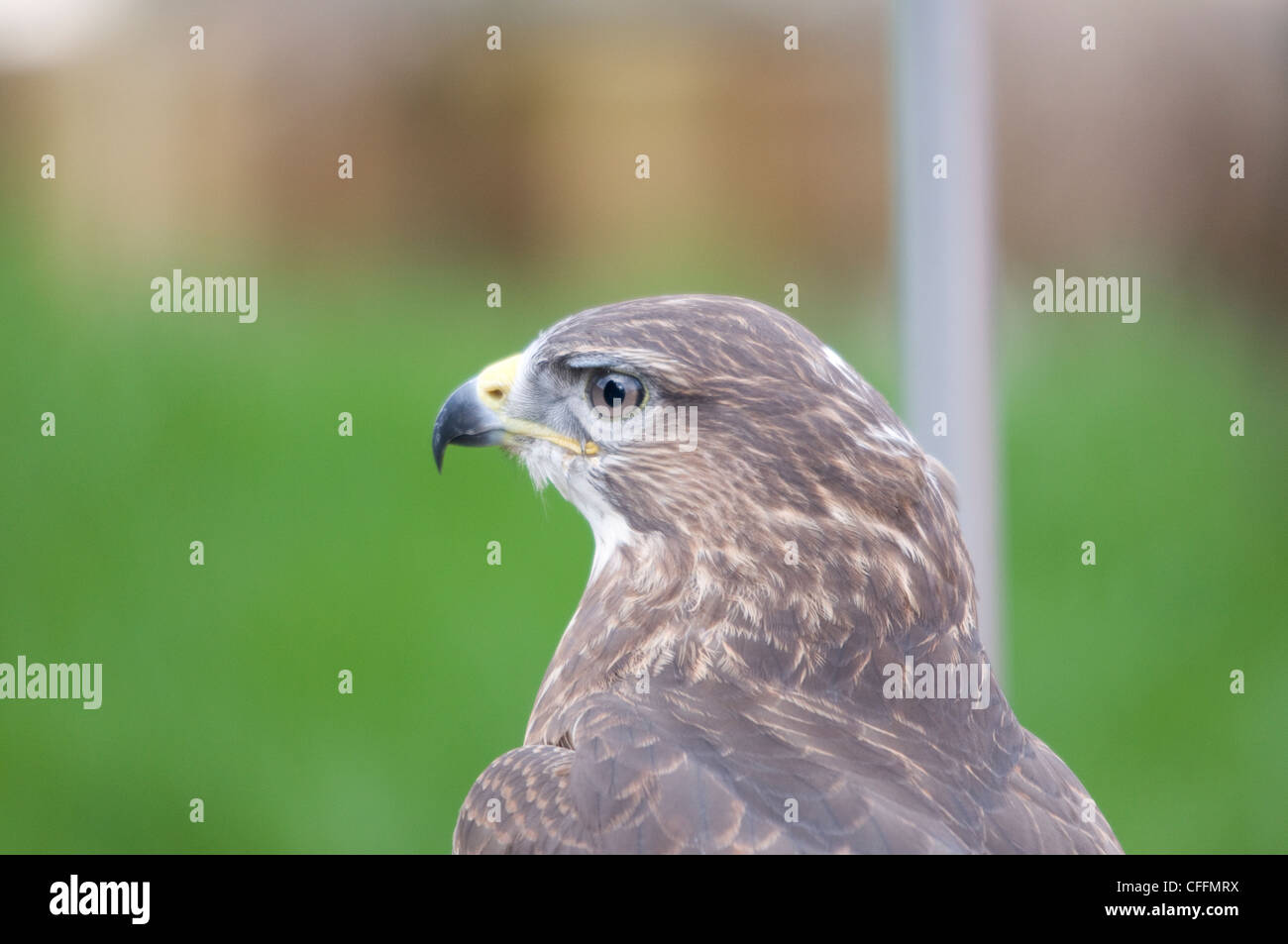 Buzzard eye hi-res stock photography and images - Alamy